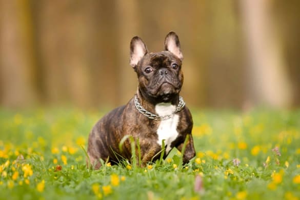French Bulldog Growth Chart (Size & Weight Chart)