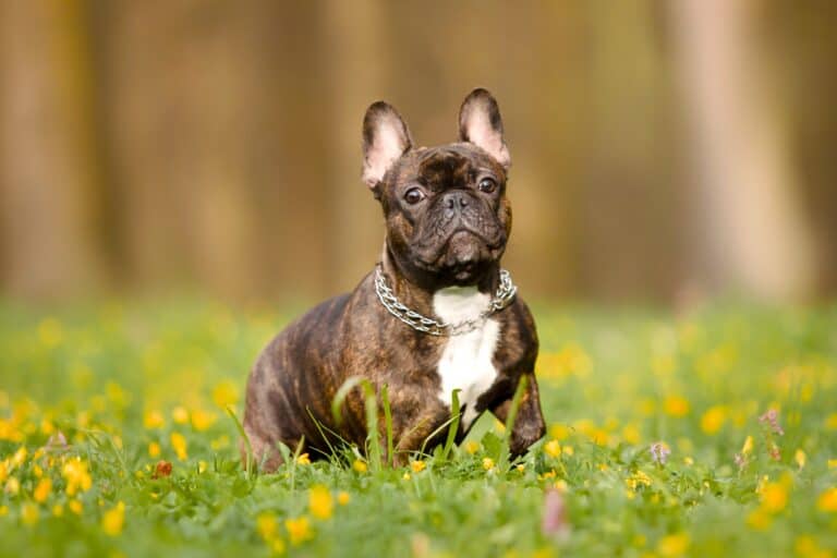 French Bulldog Growth Chart (Size & Weight Chart)