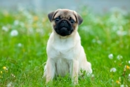 Pug Growth Chart (Size & Weight Chart) - Happy Dog Breeds