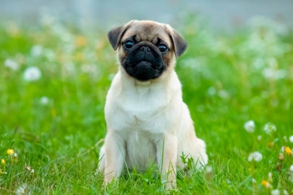 Pug Growth Chart (Size & Weight Chart) - Happy Dog Breeds