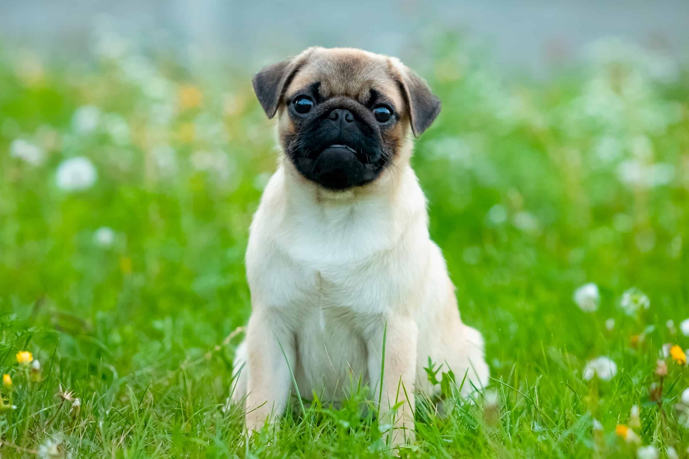 Pug Growth Chart (Size & Weight Chart) - Happy Dog Breeds