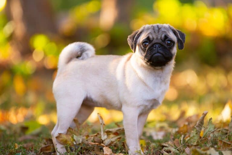 Pug Growth Chart (Size & Weight Chart) - Happy Dog Breeds