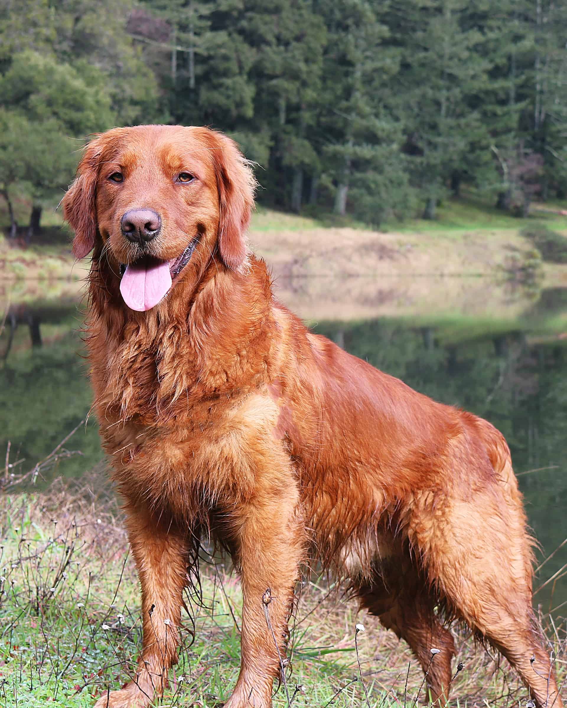 9 Different Types of Golden Retrievers (With Pictures)