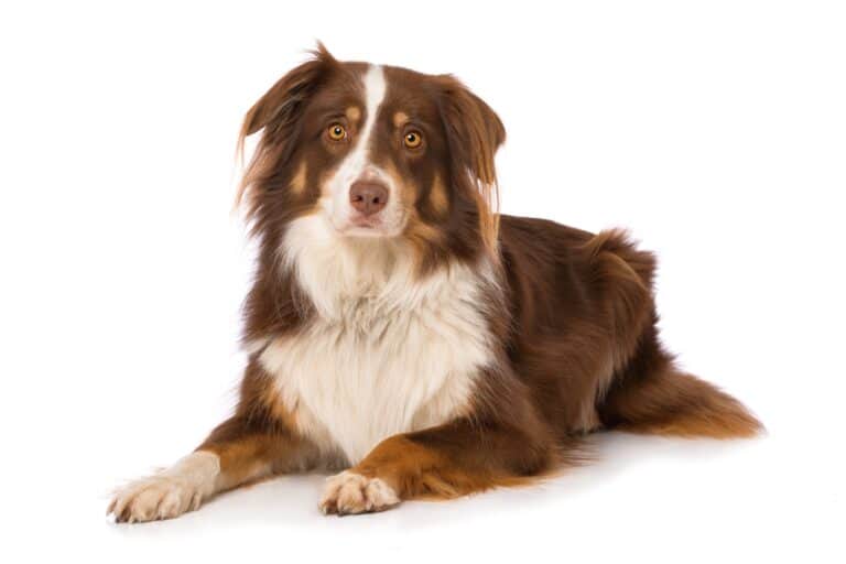 Red Tri Australian Shepherd: Facts, Genetics, Traits & Pictures