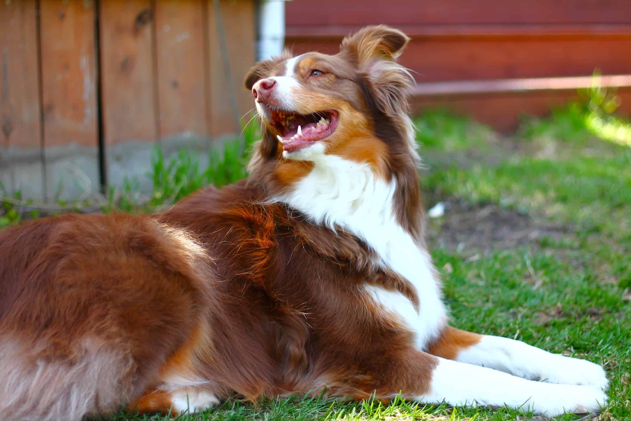 Red Tri Australian Shepherd: Facts, Genetics, Traits & Pictures