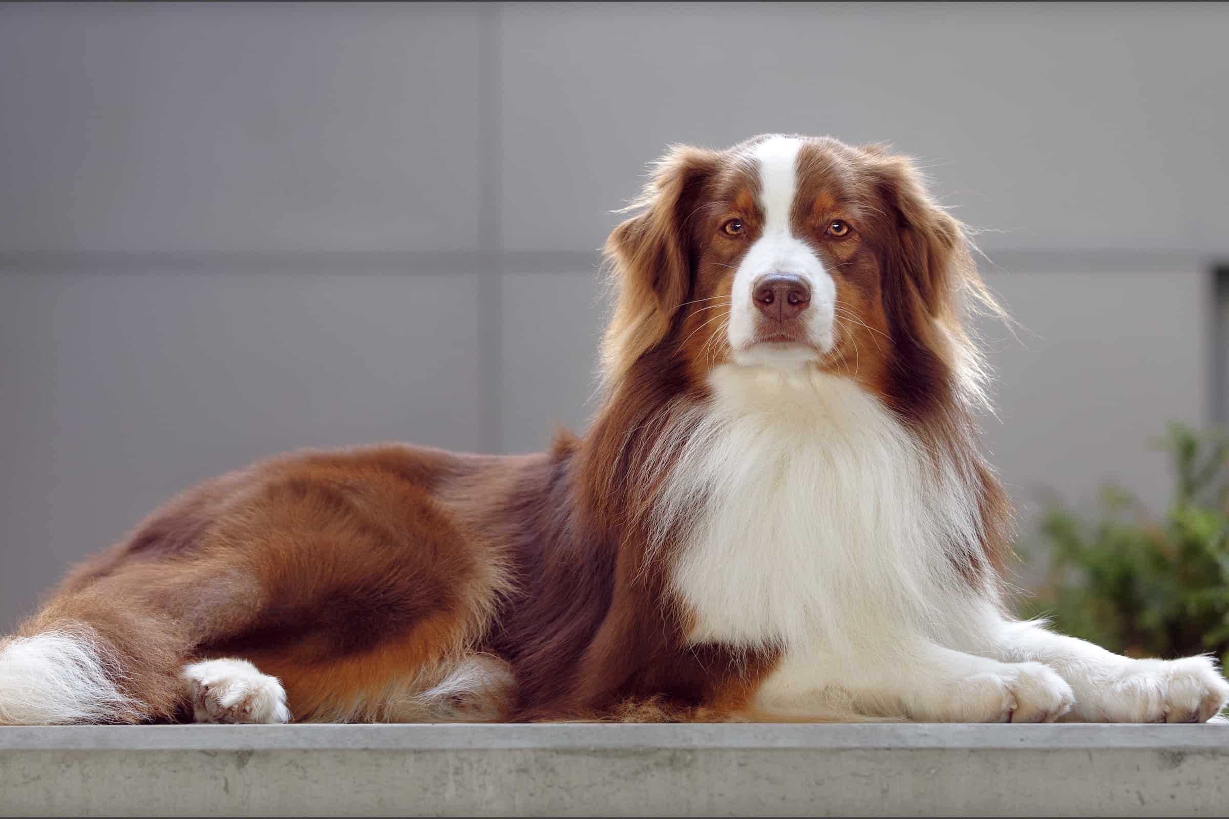 Red Tri Australian Shepherd: Facts, Genetics, Traits & Pictures