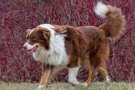 Red Tri Australian Shepherd: Facts, Genetics, Traits & Pictures