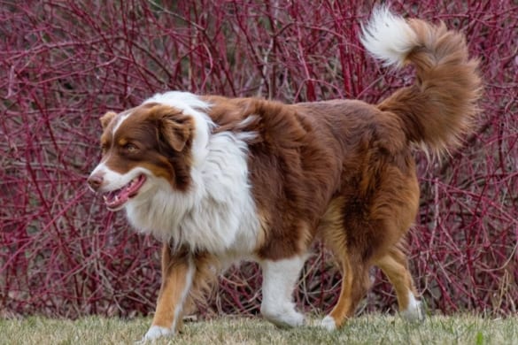 Red Tri Australian Shepherd: Facts, Genetics, Traits & Pictures