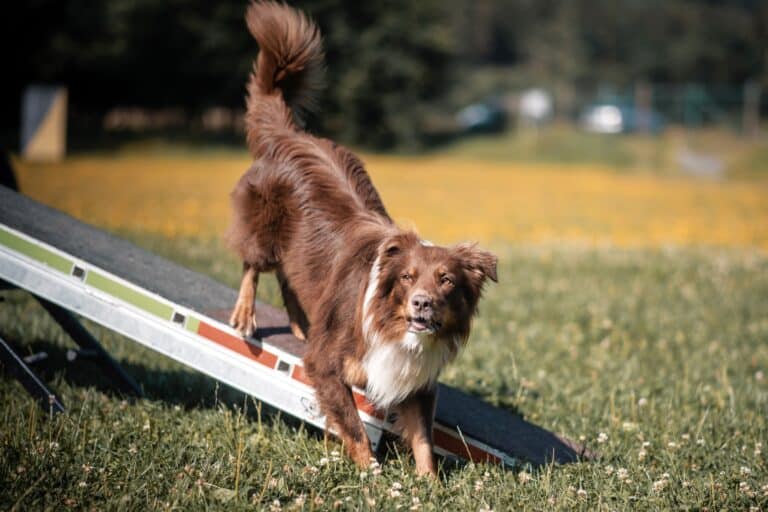 Red Tri Australian Shepherd: Facts, Genetics, Traits & Pictures