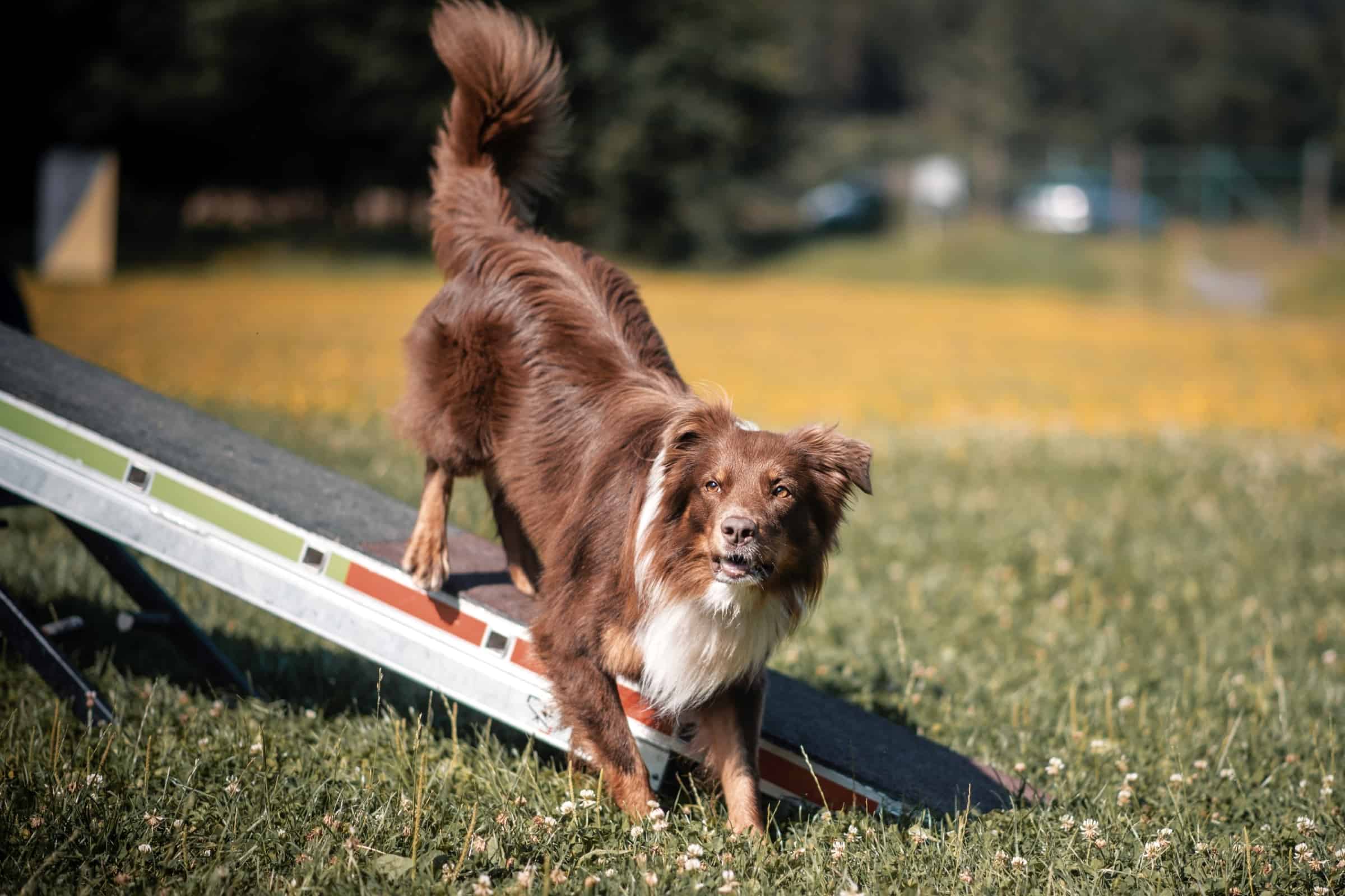 Red Tri Australian Shepherd: Facts, Genetics, Traits & Pictures
