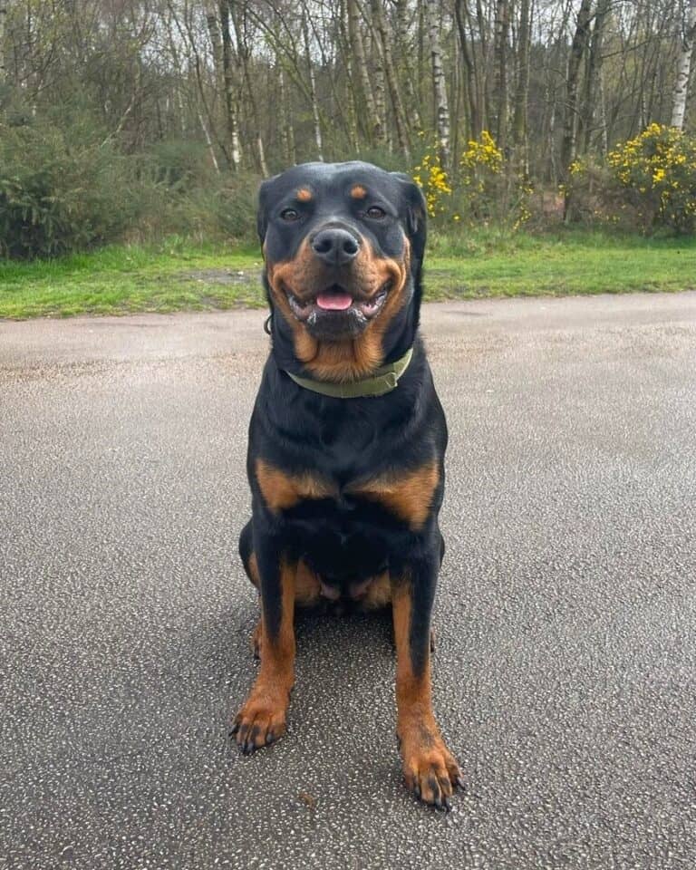 3 Different Types of Rottweilers (With Pictures & Facts)