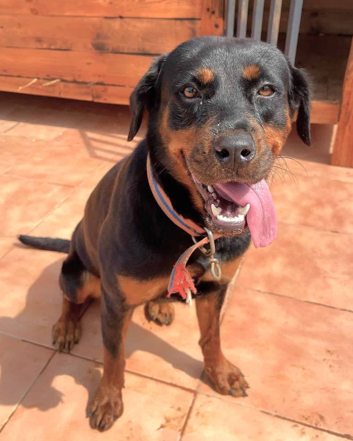 Roman Rottweiler: Breed Info, History, Breeders & Pictures