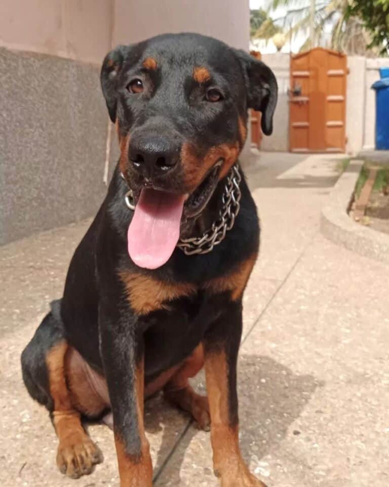 Roman Rottweiler: Breed Info, History, Breeders & Pictures