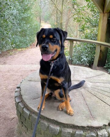 Roman Rottweiler: Breed Info, History, Breeders & Pictures