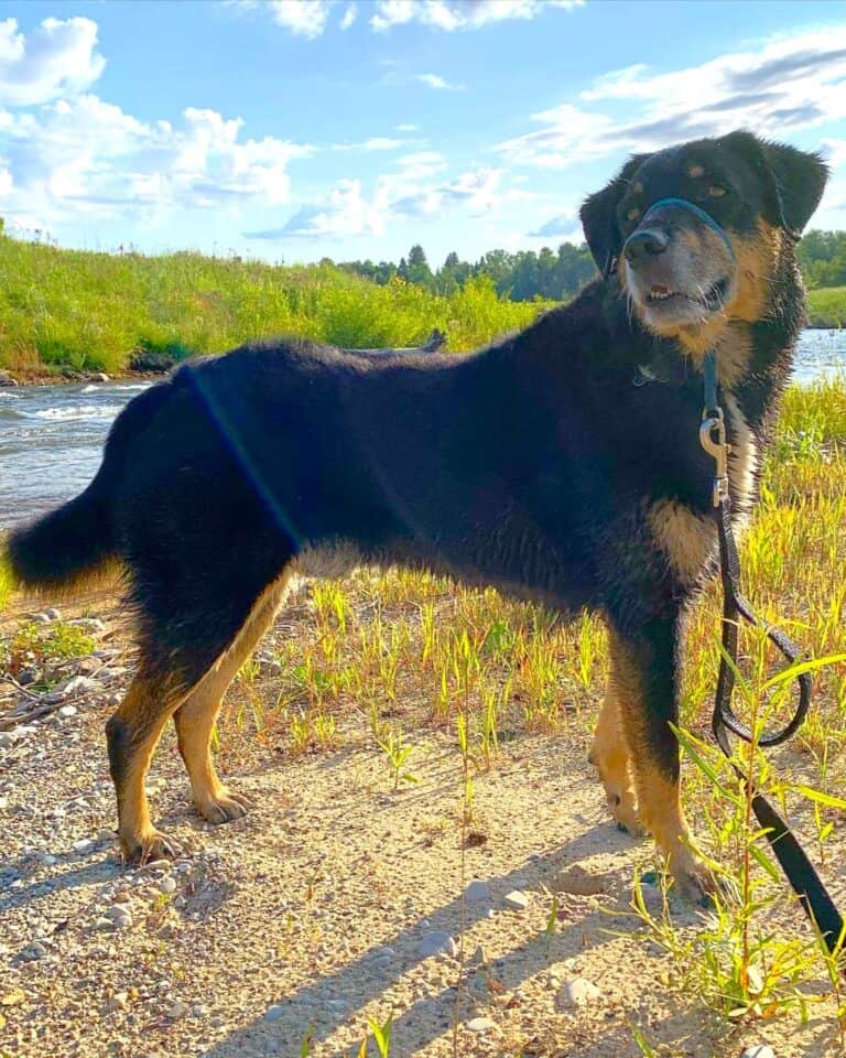 Rottweiler Hound Mix: Breed Info, Pictures, Facts & More