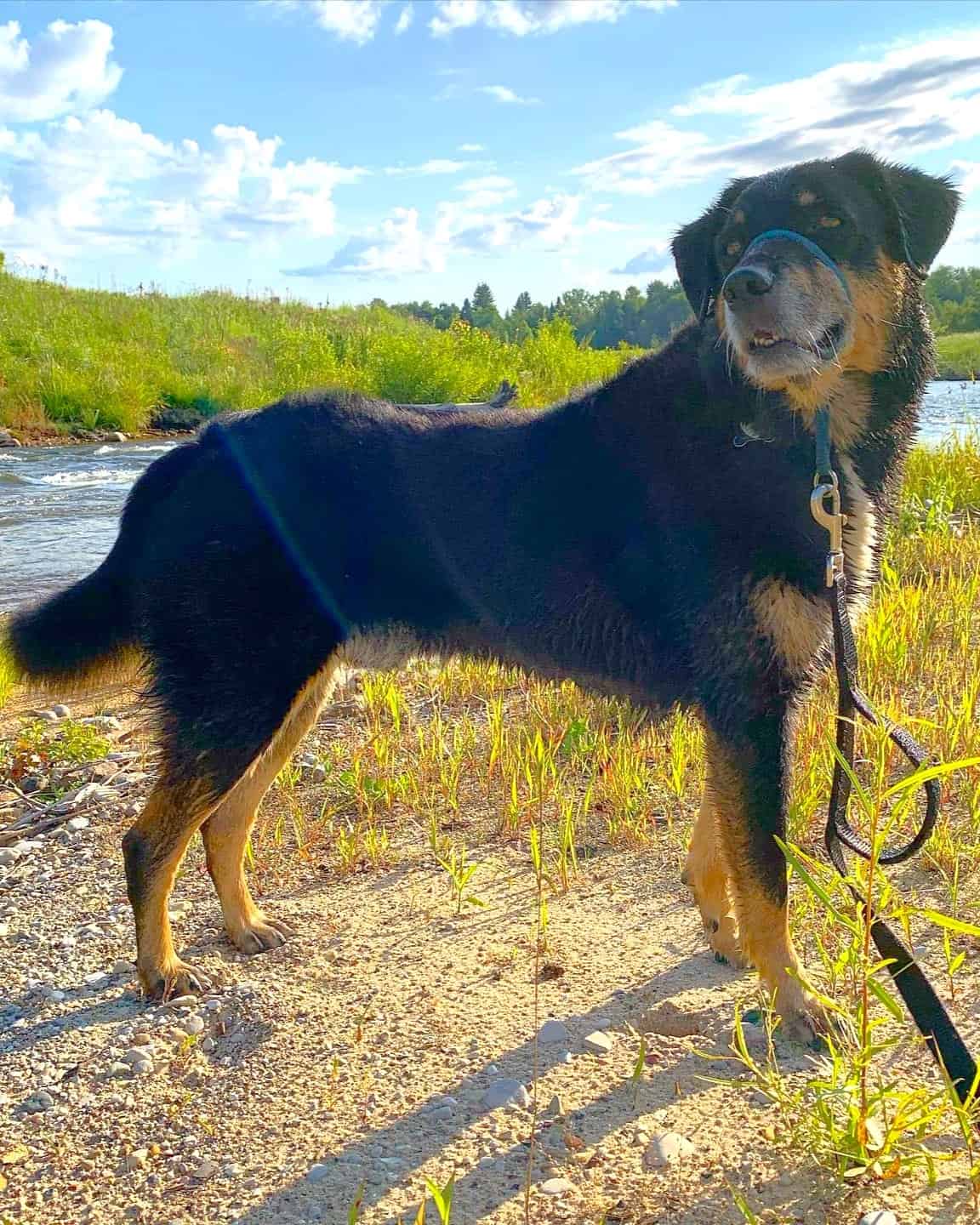 Rottweiler Hound Mix: Breed Info, Pictures, Facts & More