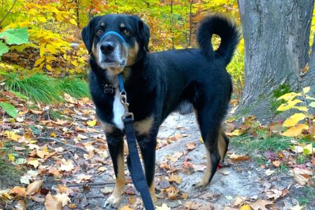 Rottweiler Hound Mix: Breed Info, Pictures, Facts & More