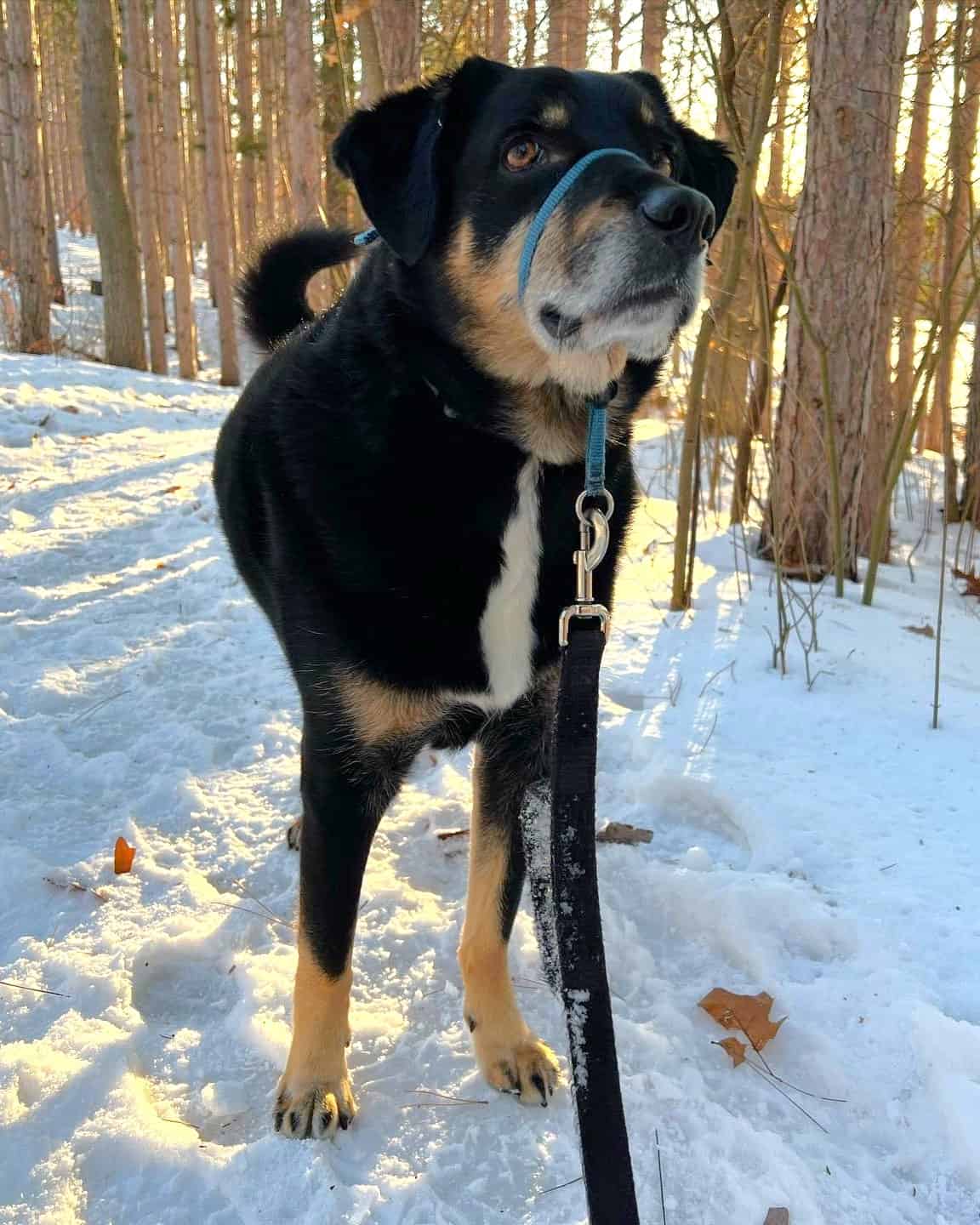 Rottweiler Hound Mix: Breed Info, Pictures, Facts & More