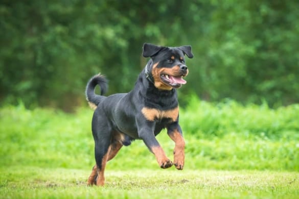 3 Different Types of Rottweilers (With Pictures & Facts)