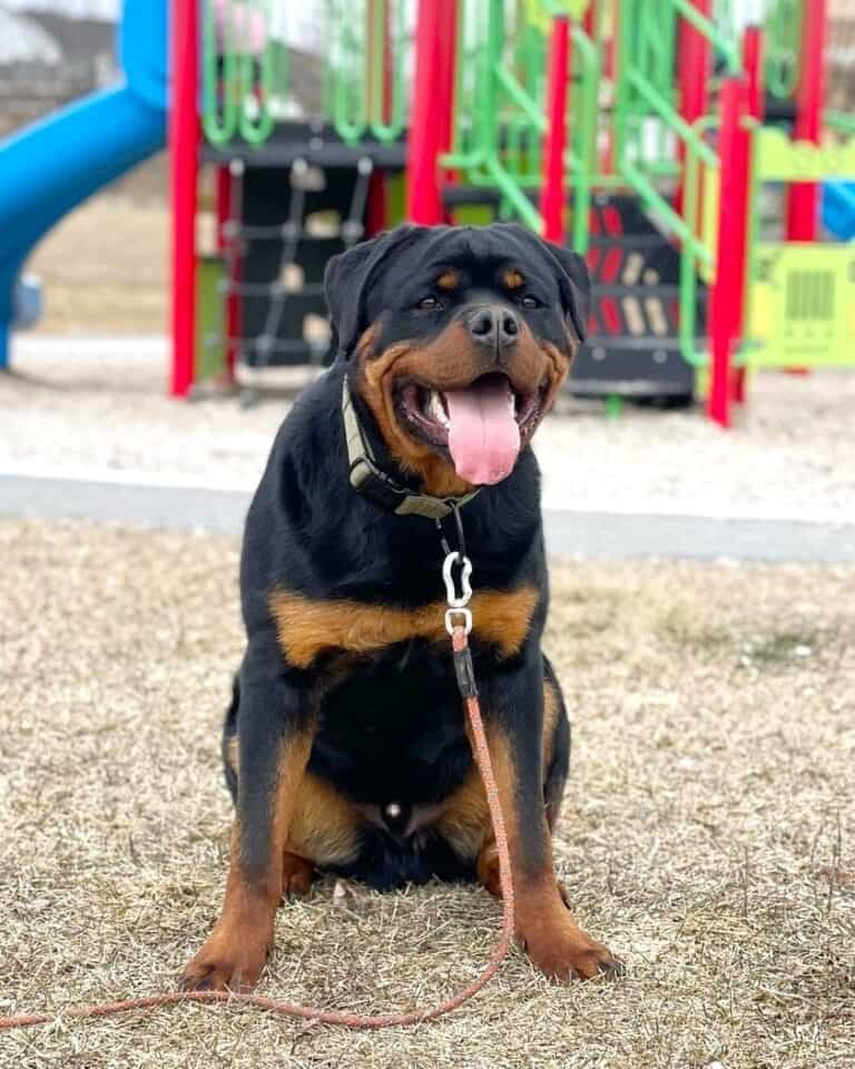 Serbian Rottweiler: Breed Info, History, Breeders & Pictures