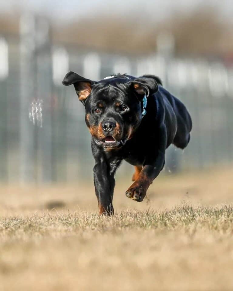 Serbian Rottweiler: Breed Info, History, Breeders & Pictures