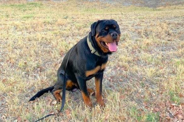 Serbian Rottweiler: Breed Info, History, Breeders & Pictures