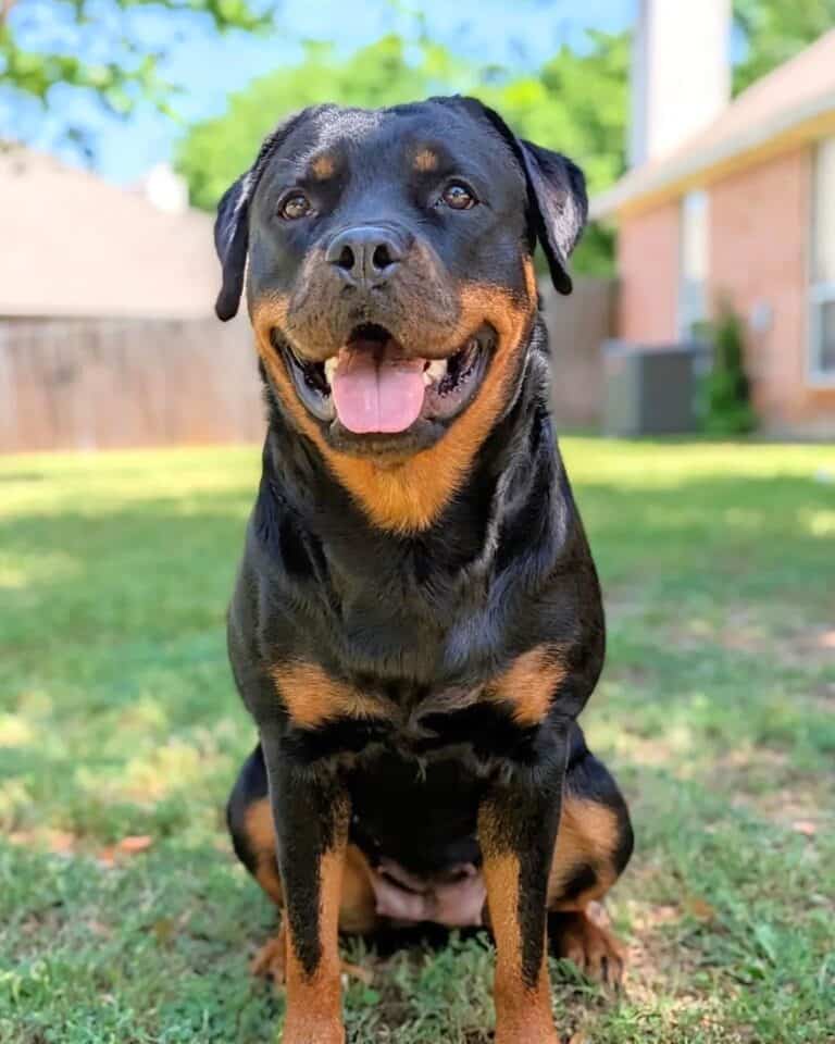 Serbian Rottweiler: Breed Info, History, Breeders & Pictures