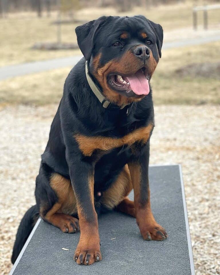 Serbian Rottweiler: Breed Info, History, Breeders & Pictures