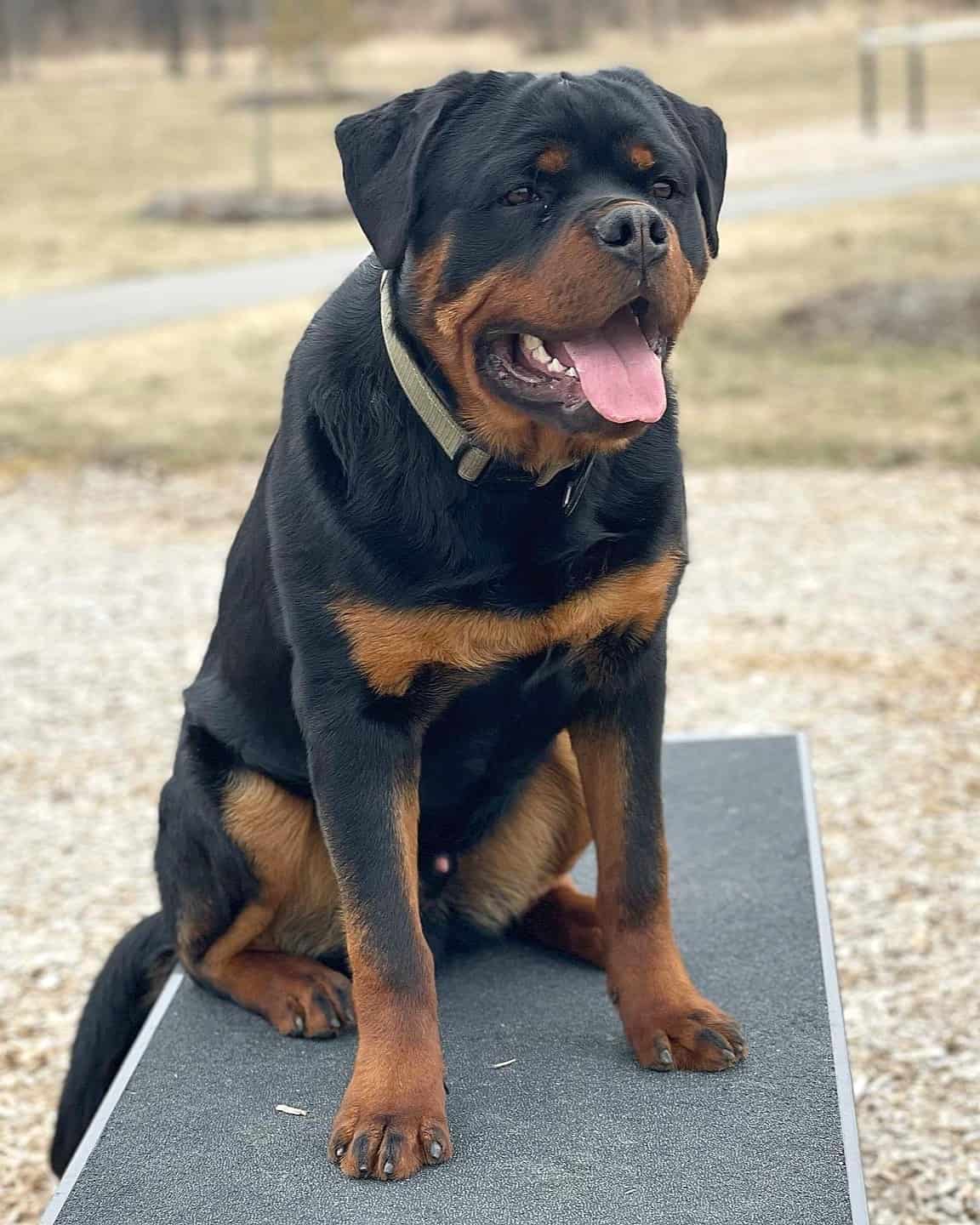 Serbian Rottweiler: Breed Info, History, Breeders & Pictures