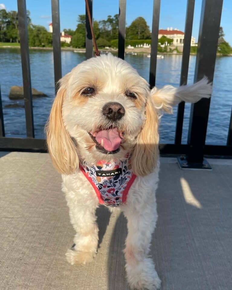 Cava-Tzu | Dog Breed Information, Pictures, Traits & Facts