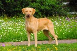 The Truth and Facts About Short-Haired Golden Retrievers
