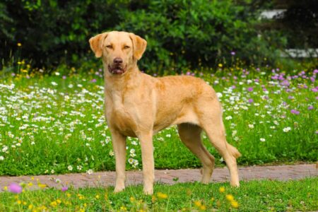 The Truth and Facts About Short-Haired Golden Retrievers