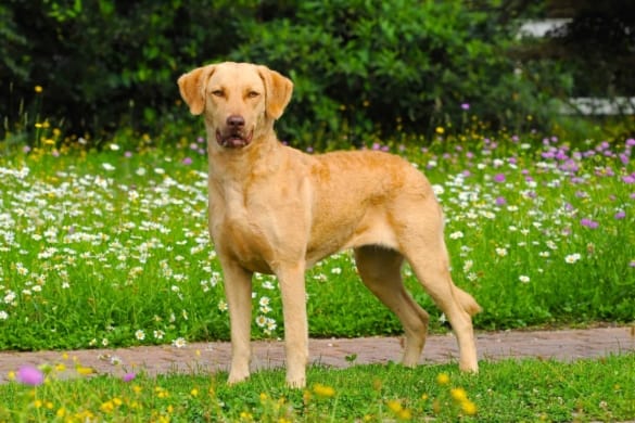 The Truth and Facts About Short-Haired Golden Retrievers
