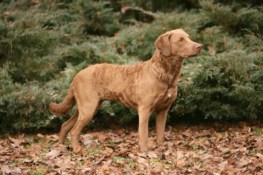The Truth and Facts About Short-Haired Golden Retrievers