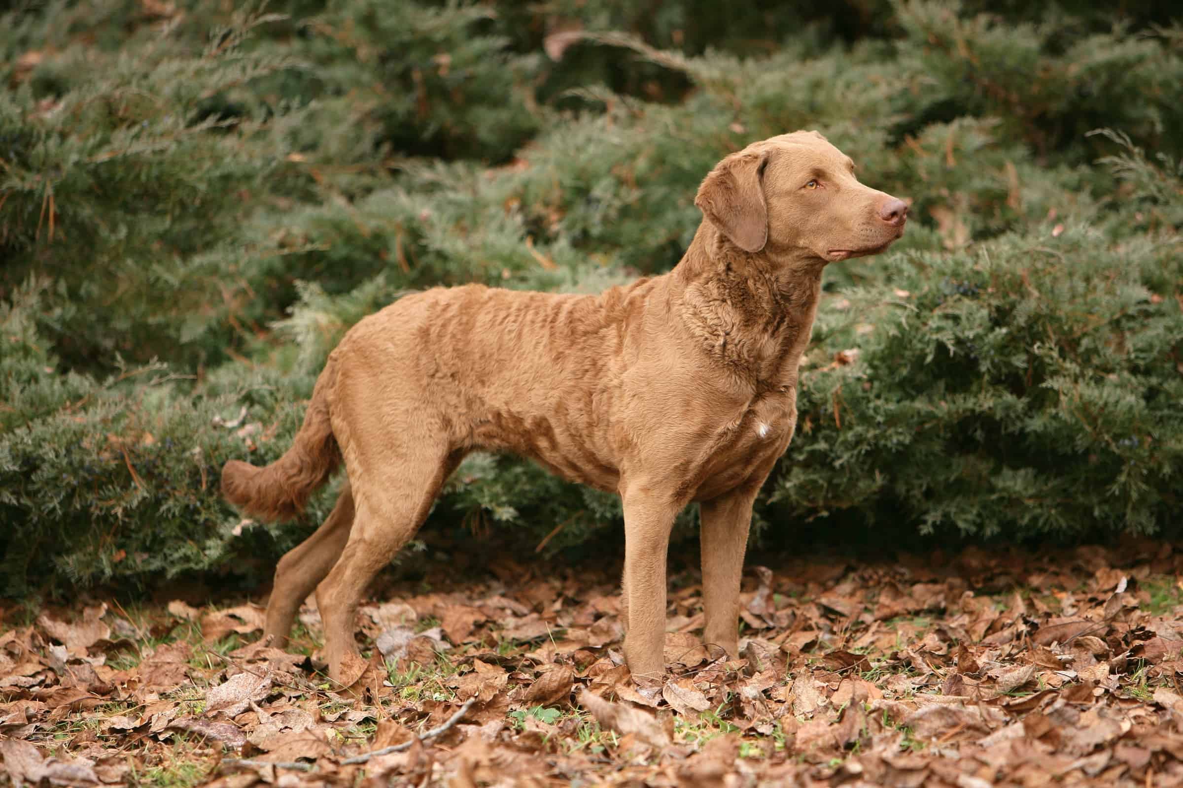 The Truth and Facts About Short-Haired Golden Retrievers
