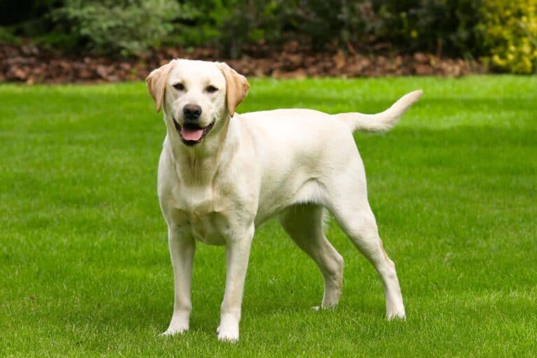 The Truth and Facts About Short-Haired Golden Retrievers