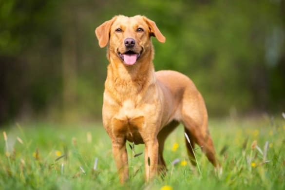 The Truth and Facts About Short-Haired Golden Retrievers