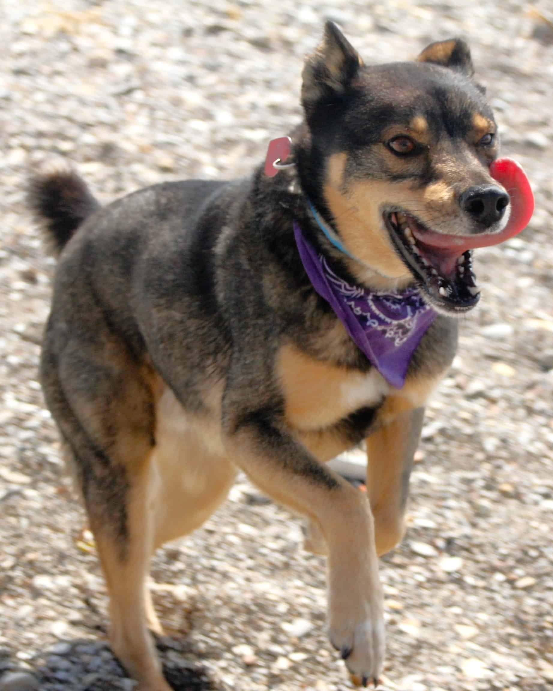 3 Different Types of Rottweilers (With Pictures & Facts)