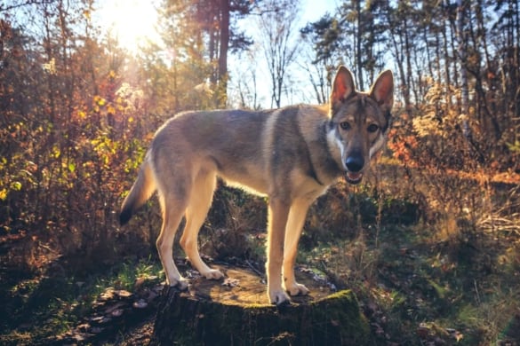 Tamaskan | Dog Breed Information, Pictures & Facts