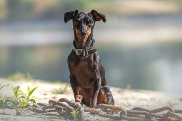 Teacup Min Pin: Breed Info, Size, Pictures, Traits & Facts - Happy Dog ...