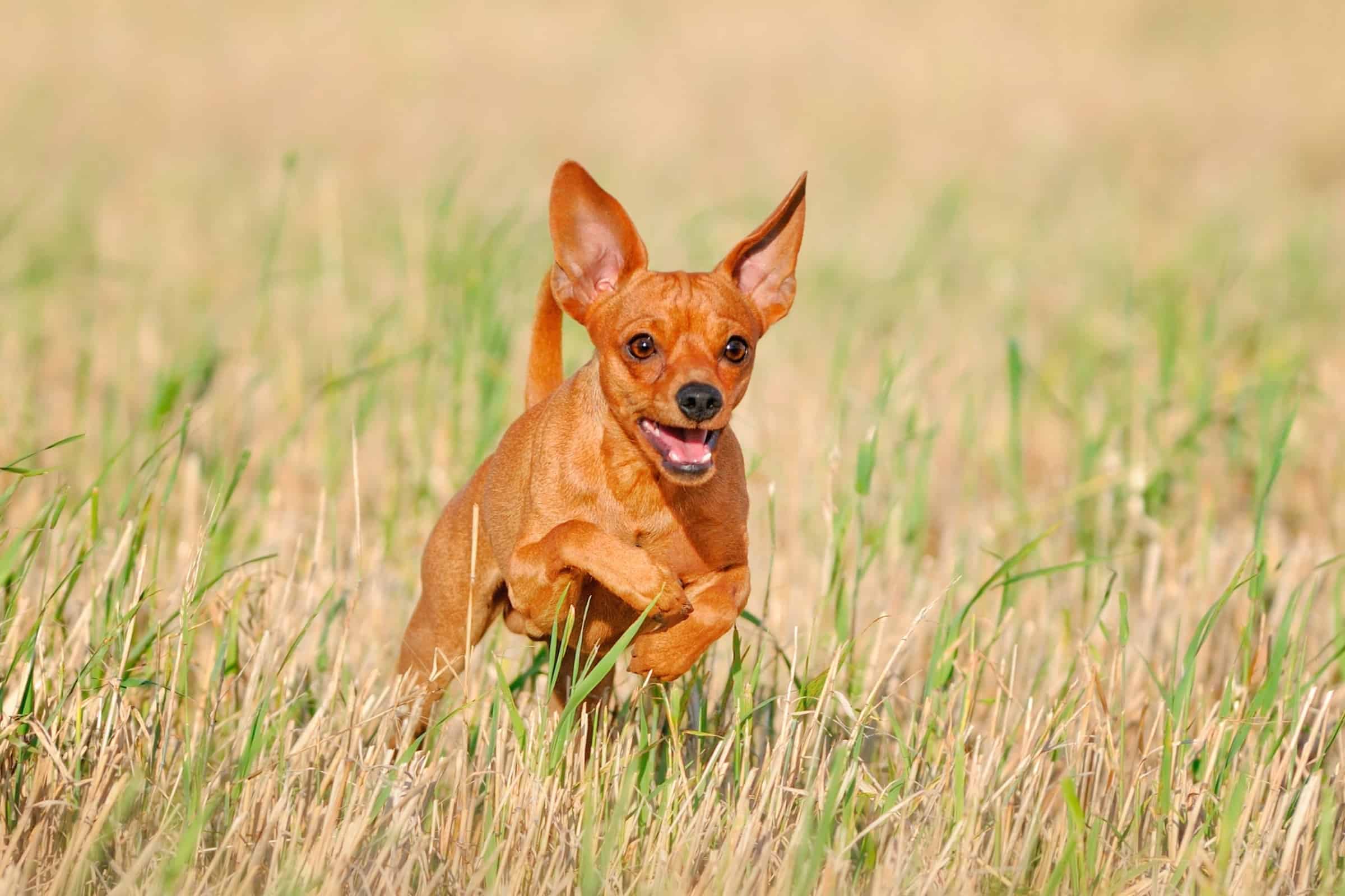 Teacup Min Pin: Breed Info, Size, Pictures, Traits & Facts - Happy Dog ...