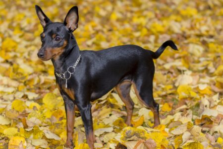 Teacup Min Pin: Breed Info, Size, Pictures, Traits & Facts - Happy Dog ...