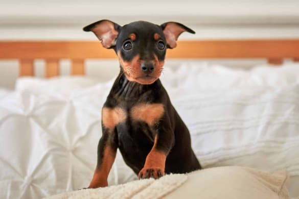 Teacup Min Pin: Breed Info, Size, Pictures, Traits & Facts - Happy Dog ...