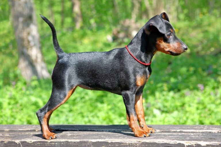 Teacup Min Pin: Breed Info, Size, Pictures, Traits & Facts - Happy Dog ...