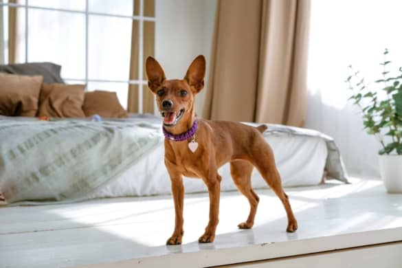 Teacup Min Pin: Breed Info, Size, Pictures, Traits & Facts - Happy Dog ...