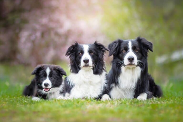 Border Collie Growth & Weight Chart (Complete Guide)