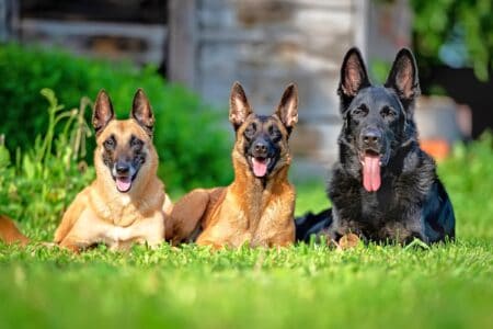 German Shepherd Growth Chart (Size & Weight Chart)