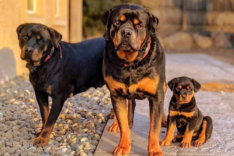 Roman Rottweiler: Breed Info, History, Breeders & Pictures