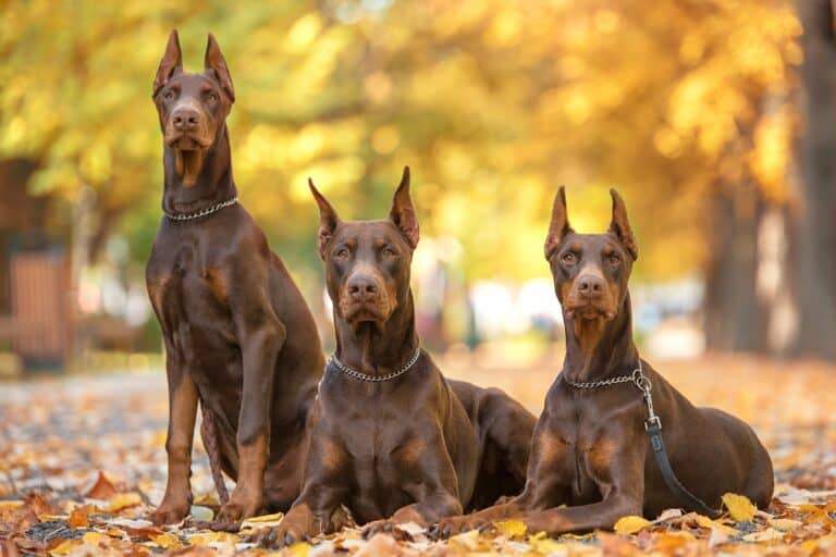 Brown Doberman: Breed Info, Pictures, Genetics & Facts