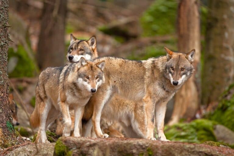 400+ Unique and Meaningful Female Wolf Names